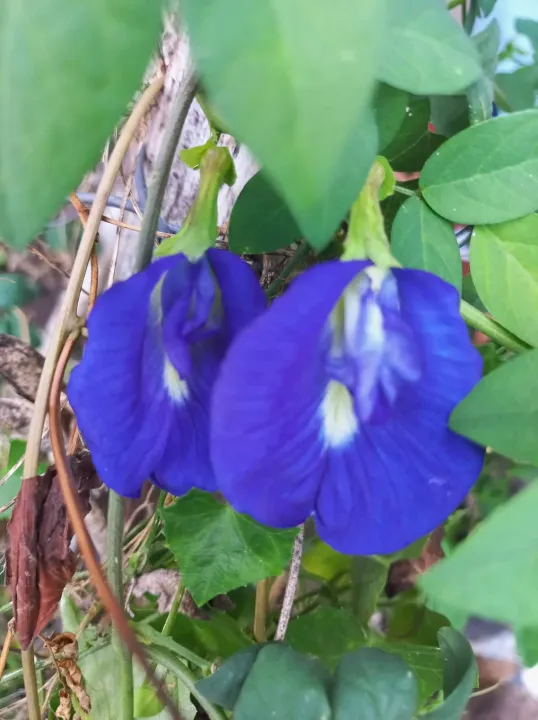 BLUE TERNATE LIVE PLANT BUTTERFLY PEA OR CLITORIA TERNATEA OR ASIAN ...