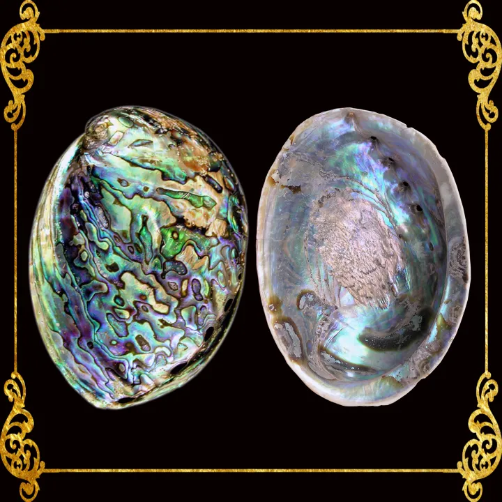 Abalone Paua | Blackfoot Paua | Rainbow Abalone | 4 Inches | Lazada PH