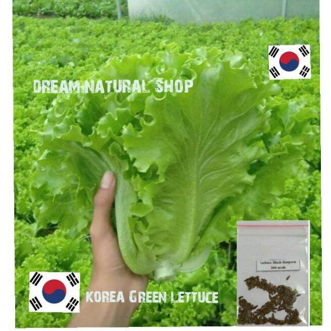 KOREA GREEN LETTUCE SEED | LETTUCE | AUTHENTIC FROM SOUTH KOREA FARM ...