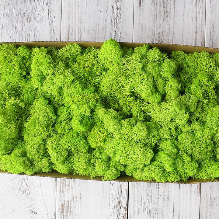 Preserved Moss Wall Decor Real Preserved Moss No Maintenance Required ...