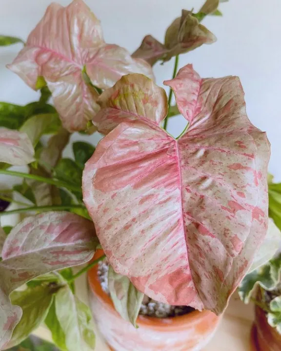 (Luzon Buyers Only) Pink Spot Syngonium Live Plant with Roots & Soil ...