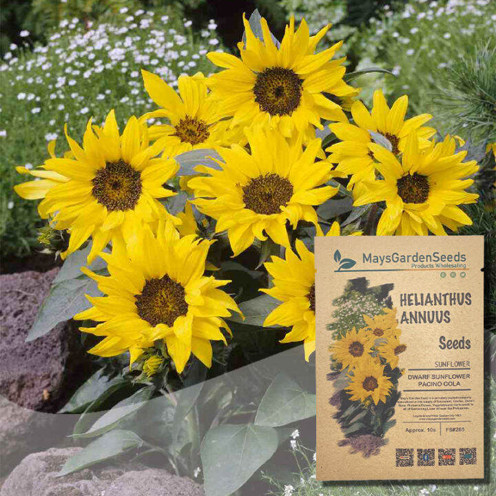 Dwarf Sunflower Pacino Cola Seeds, Helianthus Annuus Seeds, Flower ...