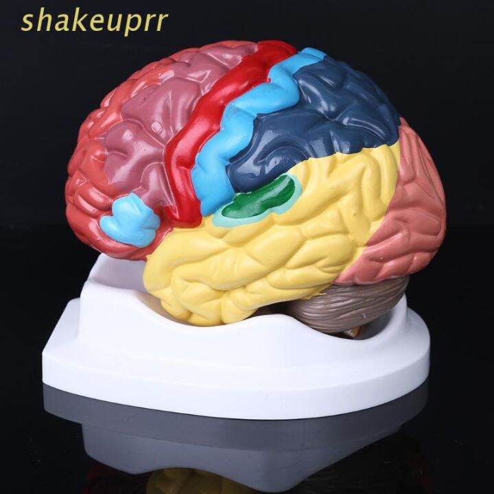 Shake Life Size Human Brain Functional Area Model Anatomy For Science