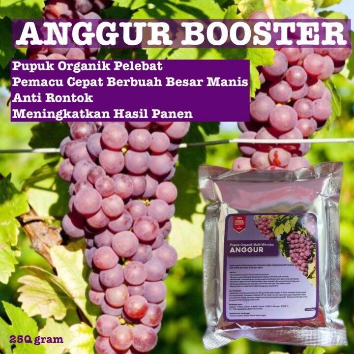 Pupuk Organik Anggur Pelebat Organik Booster Buah agar cepat berbuah lebat anggur cangkok import ...