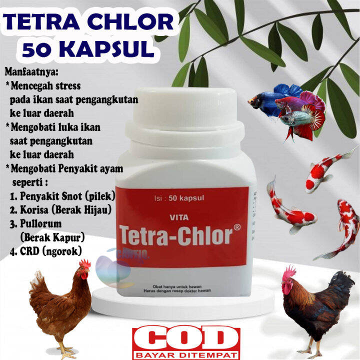 Obat TETRA CHLOR isi 50 Kapsul Obat Ngorok Pilek CRD Ayam Vitamin dan ...