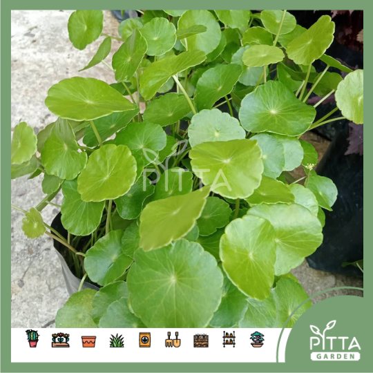Herbs Pokok Daun Pegaga Gotu Kola Vallarai Outdoor Plant | LIVE PLANT ...