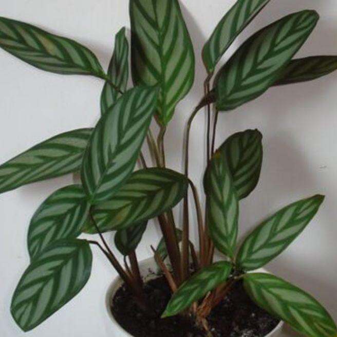 tanaman hias calathea ctenanthe setosa silver / tanaman calathea ...
