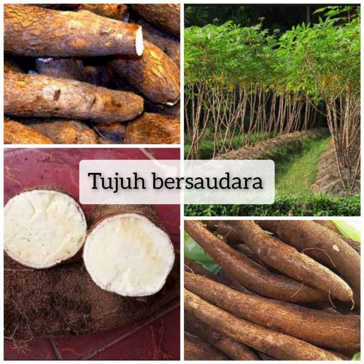 Singkong mentega 1kg- singkong kuning-singkong mentah | Lazada Indonesia