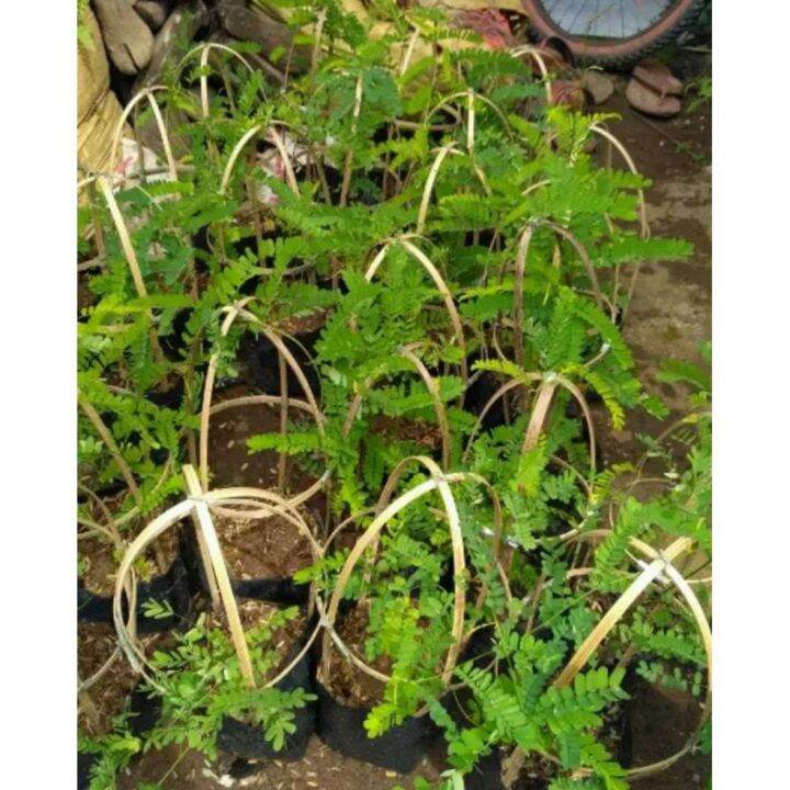 Bibit pohon daun saga/bibit tanaman saga/tanaman herbal daun saga ...