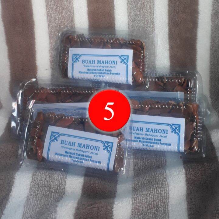 [ 5 BUNGKUS ] Buah Mahoni - Jamu Rebusan / Rebus / Pahit / Pahitan ...