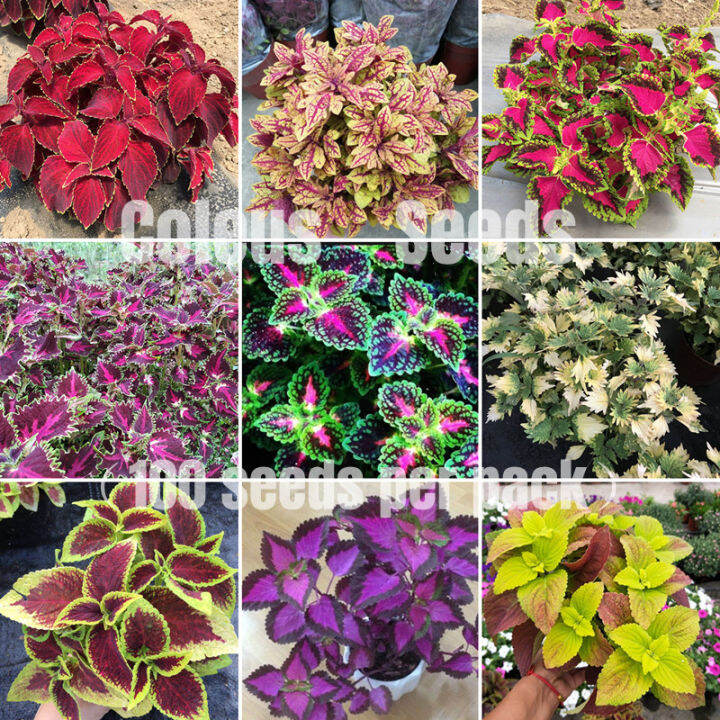 [Fast Growing] Mixed Colour Coleus Seeds Perilla Blumei Flower Seeds ...