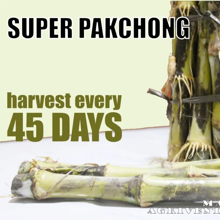 (It's a seed, not a plant!)SUPER Napier Grass PAKCHONG for Ruminants ...