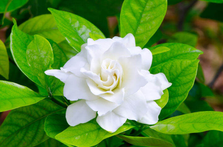 MM- Cape Jasmine SApling (Anak Pokok Bunga Cina Berlapis) Anak Pokok ...