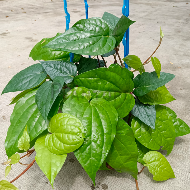 [Plantopia] Pokok Sirih Kampung - Betel Leaf | Daun Sirih | Lazada