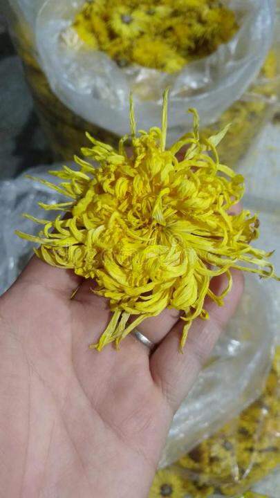 Golden Silk King Chrysanthemum Tea flower (Jin Si Huang Ju) bunga kekwa ...