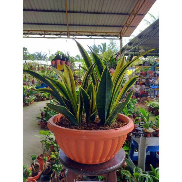 Pasu shallow besar ready stock | Lazada