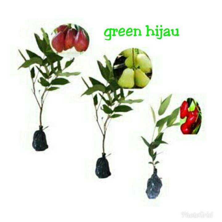 paket bibit jambu 3 pohon madu deli merah, madu deli hijau, jambu air ...