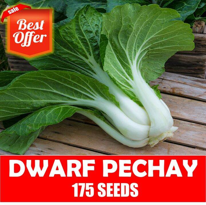 Dwarf Pechay Seeds - Baby Pechay Seeds | Lazada PH