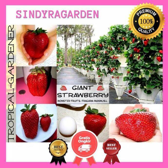 BIBIT STRAWBERRY JUMBO 100 BENIH STOBERI SEEDS BUAH MENANAM TANAMAN ...