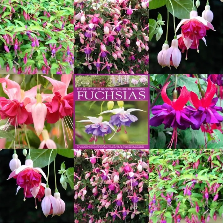 fuchsia mix varieties dancing lady china lantern flower seeds | Lazada PH
