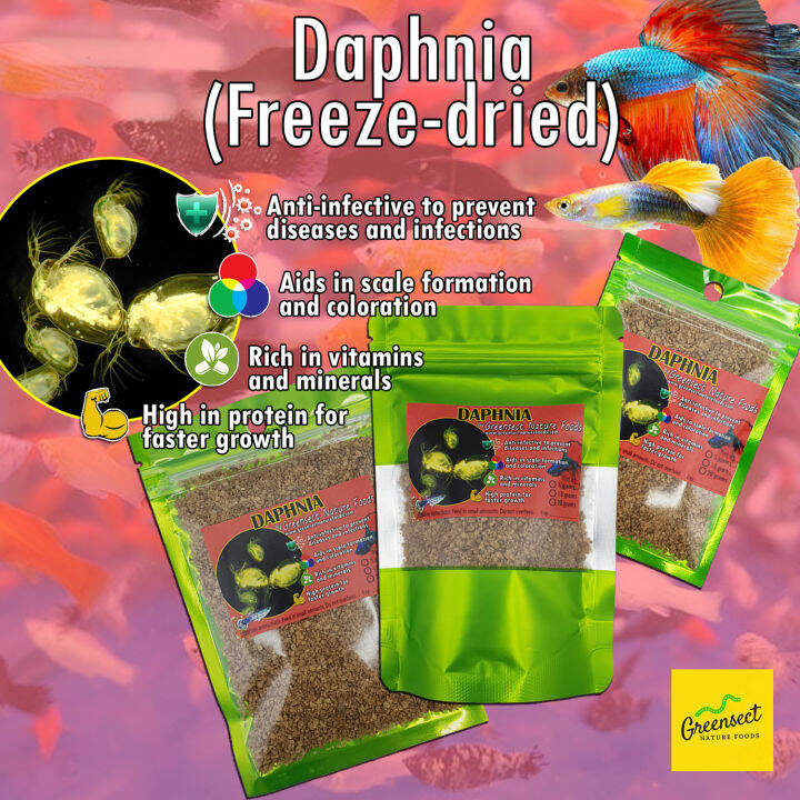 DAPHNIA Fish Food (DIRECT SUPPLIER) Treats 5-20 grams - Greensect ...