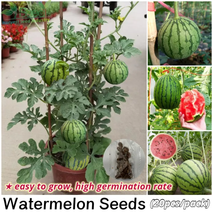 Biji Benih Tembikai Sweet Watermelon Seeds Organic Fruit Seeds for ...