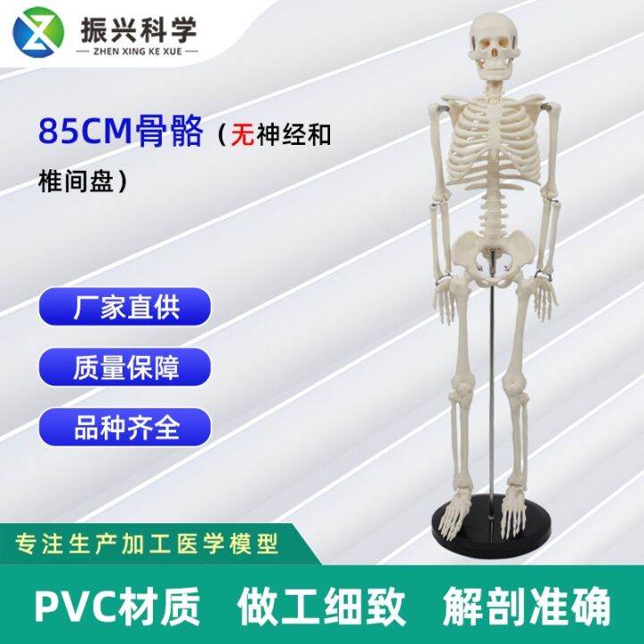 85 cm human body skeleton model without nerve and intervertebral disc ...
