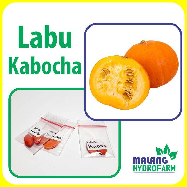 Benih Labu Kabocha Unggulan sayur berkualitas biji bibit hydroponik ...