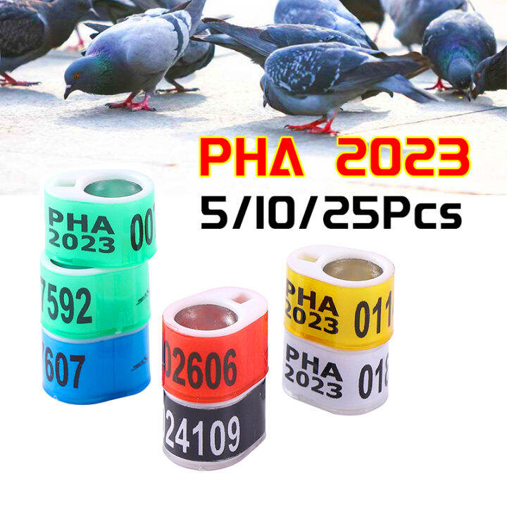 Pigeon Racing Pha