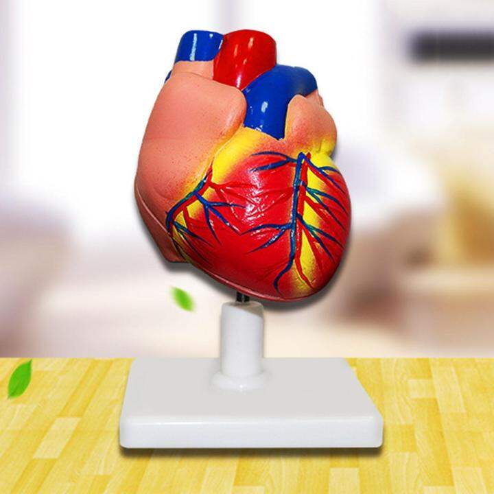 BolehDeals Human Heart Anatomy Model Diaphragm and Pericardium Base ...