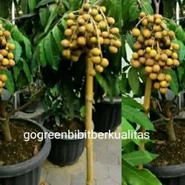 KWALITAS TERBAIK Bibit Tanaman Buah Klengkeng Giant | Lazada Indonesia KWALITAS TERBAIK Bibit Tanaman Buah Klengkeng Giant | Lazada Indonesia