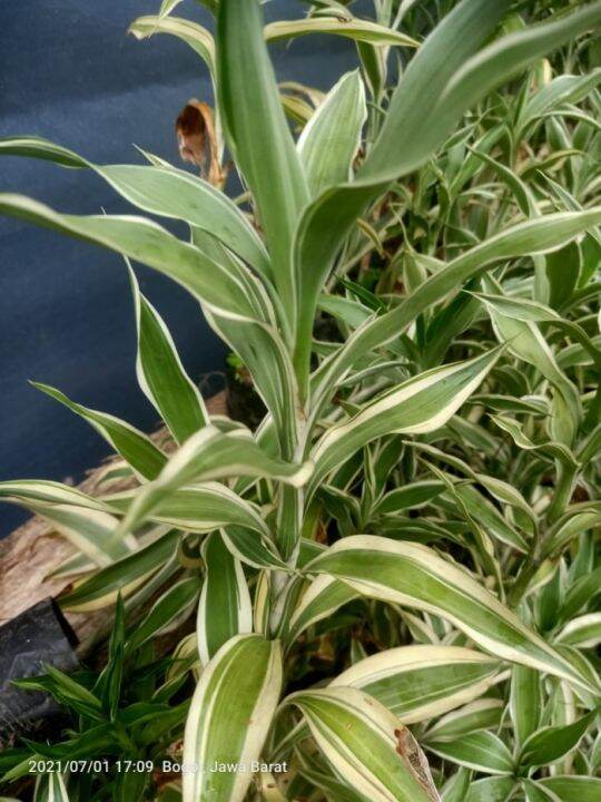 Tanaman Hias Bambu hoki Sri Rezeki Varigata Pohon Sri Rejeki variegata ...