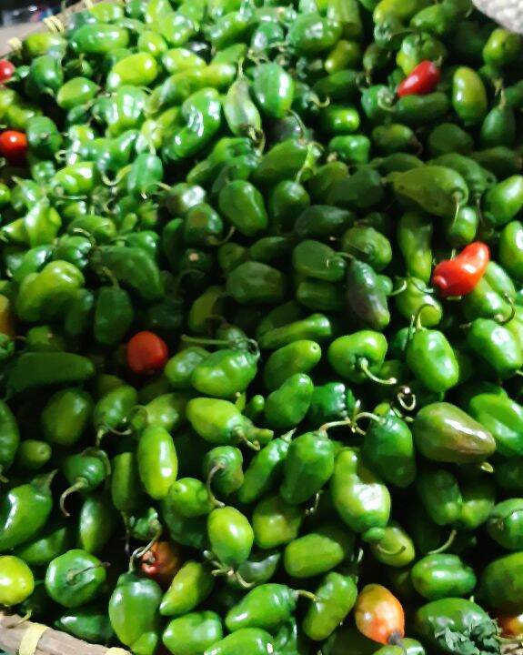 cabai gendot hijau(500 gram) | Lazada Indonesia