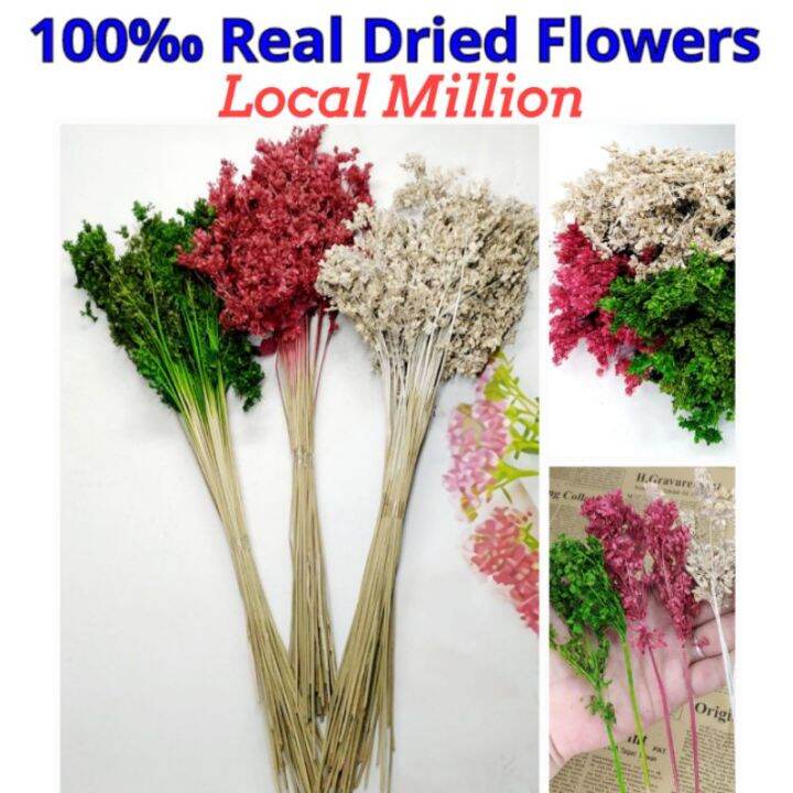 Dried Flower Million (Local) BUNDLE for Decoration, Resin Art, DIY, etc ...