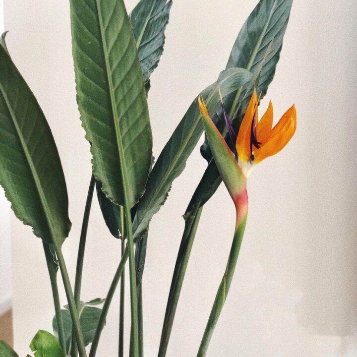 Avian birds of paradise ins wind potted flowers purify the air, green ...
