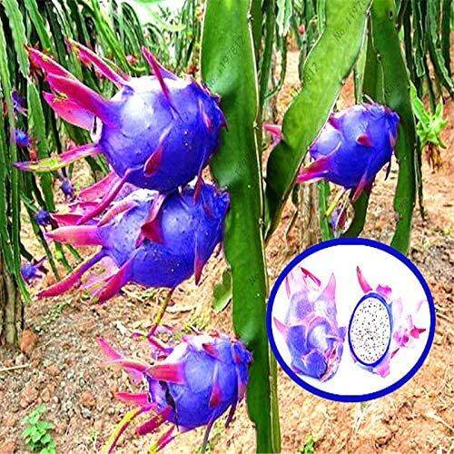 Elwyn Blue Dragon Fruit Seeds 50 seeds (not live plants) | Lazada PH