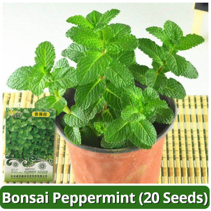 Rare Bonsai Seed Peppermint Plant Seeds (20 Seeds) Spearmint Seed ...