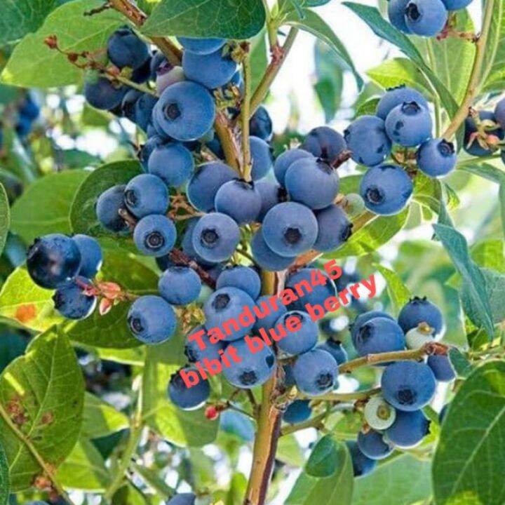 bibit tanaman blueberry janfruit persilangan | Lazada PH