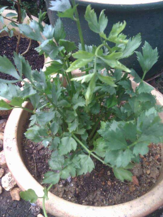 MM- Anak pokok Daun Saderi/Daun Sup /Apium graveolens sapling Tanaman ...