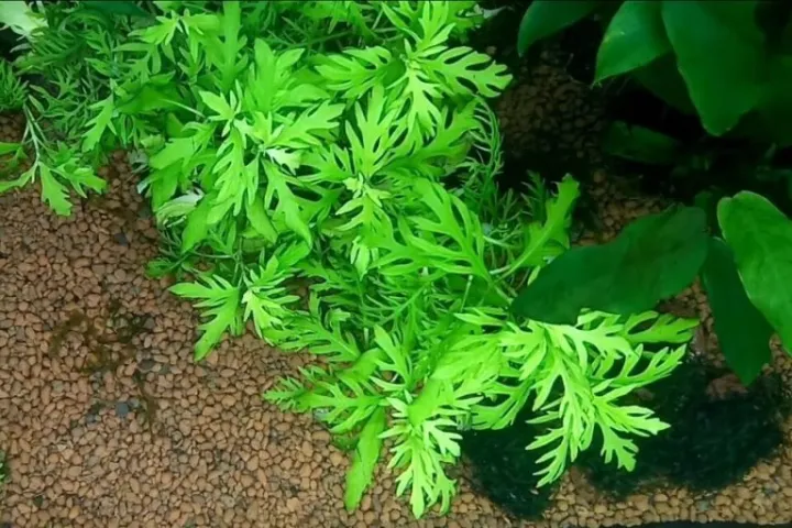 Aquarium Pond Aquatic Live Plant Water Wisteria Emersed 5-8 Stems ...