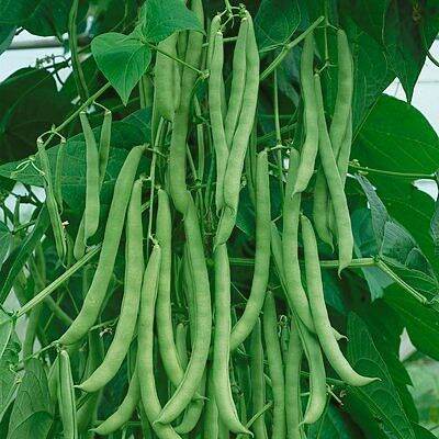 SNAP BEANS SEED`S "BAGIO BEANS" MAYABONG VARIETY | Lazada PH