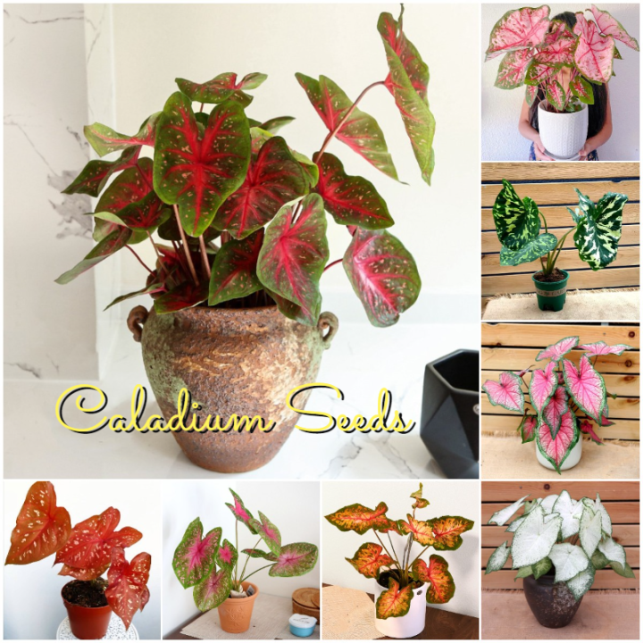 100% Original Caladium Seeds Bonsai Flower Seeds for Gardening (Mixed ...