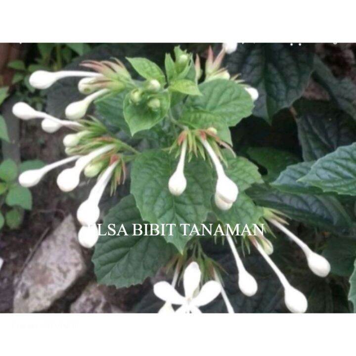 BIBIT KEJI BELING HERBAL (beli 5 gratis 1) | Lazada Indonesia