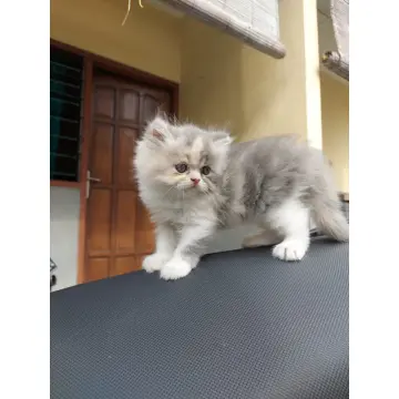 Kucing Persia Flat Nose
