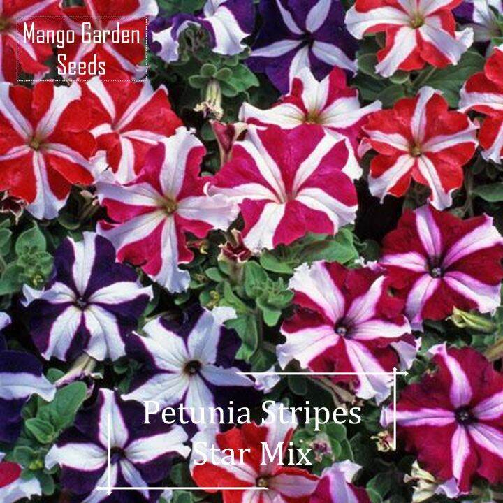 Petunia Stripes Star Mix Flower Seeds - *Pot Friendly* Tanam Pasu ...