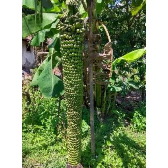 Thousand Finger Banana Suwi | Lazada PH