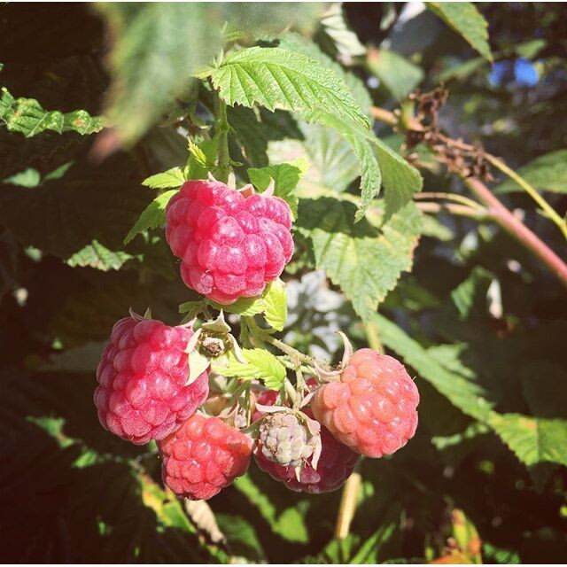 raspberry fruit tree plant seeds(It's a seed, not a plant!) | Lazada PH