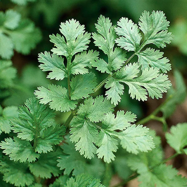 Cilantro Seeds / Kinchay Seeds | Lazada PH