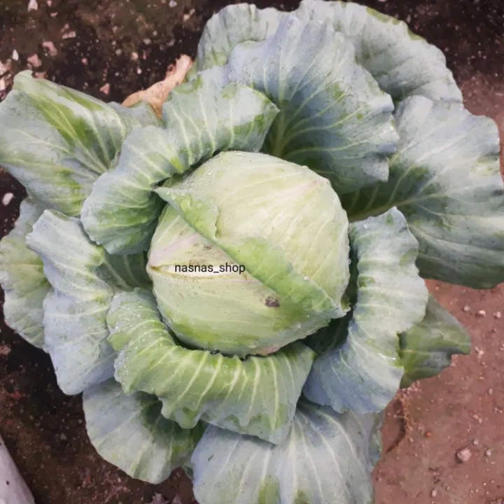 25pcs Biji Benih Kobis Bulat Tanah Rendah / Kubis / Lowland Cabbage ...