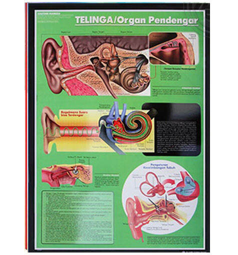POSTER ANATOMI ORGAN TUBUH TELINGA MANUSIA / ORGAN PENDENGARAN ...